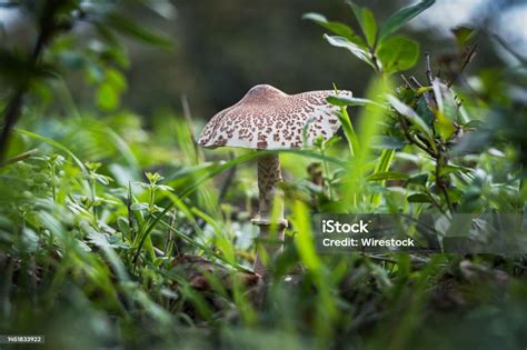 비가 내린 후 숲에서 자라는 독성 Lepiota Brunneoincarnata 버섯의 근접 촬영 Lepiota에 대한 스톡 사진