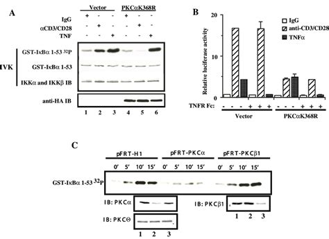 Pkc Is Required For Cd3cd28 Induced Activation Of Ikk Complex And