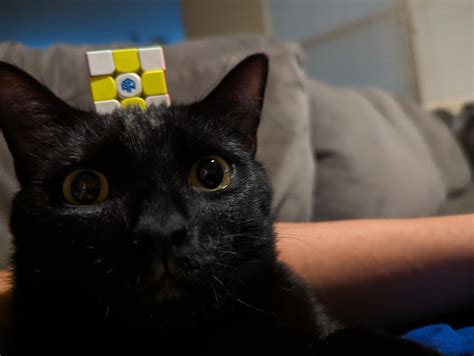 Cubing Cat R Rubiks Cubes