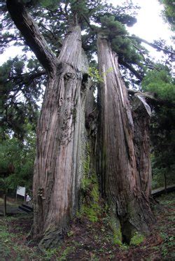 平川の大スギ