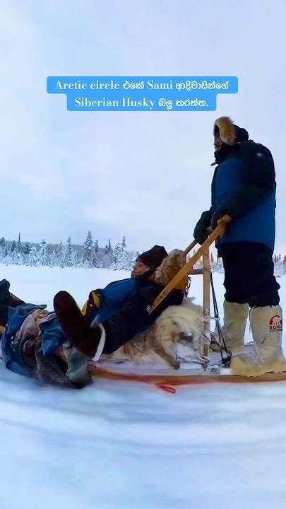 Arctic Circle එකේ Sami ආදිවාසීන්ගේ Siberian Husky බලු කරත්ත Youtube