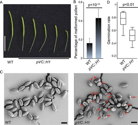 Figures And Data In Natural Depletion Of Histone H1 In Sex Cells Causes