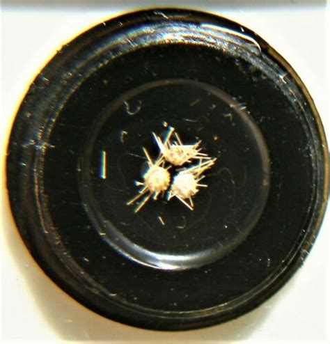 Antique Microscope Slide Of A Whole Young Echinus Antique Price