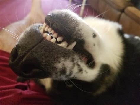Big Mean Rocco And All Of His Teef Aww