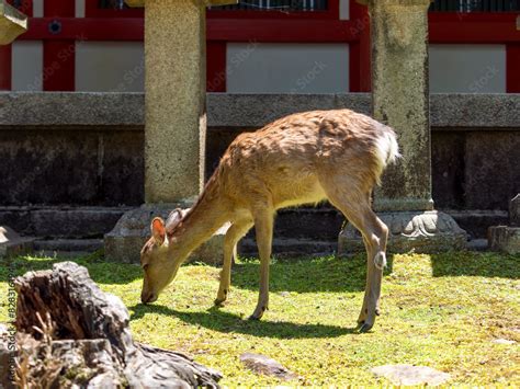 奈良公園春日大社の鹿 Stock Photo Adobe Stock