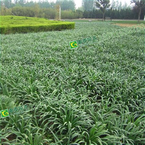 细叶沿阶草狭叶沿阶草沿阶草第15页大山谷图库