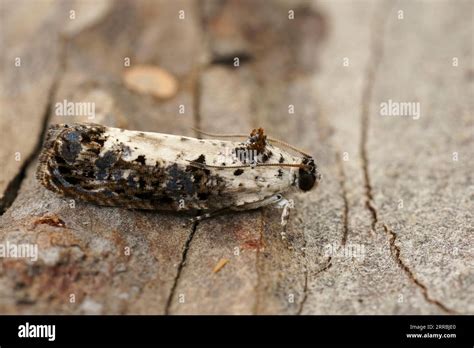 Natural Closeup On The Small White Backed Marble Tortricid Micro Moth Marble White Backed