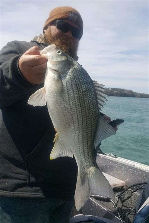 State Record White Bass Caught In Niagara River New York Almanack
