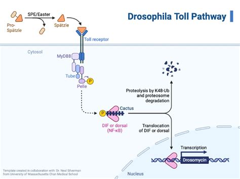Drosophila Toll Pathway Biorender Science Templates