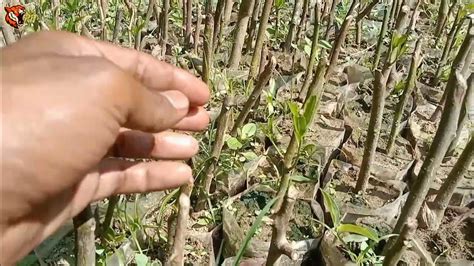 লেবু গাছের ডাল থেকে চারা Youtube