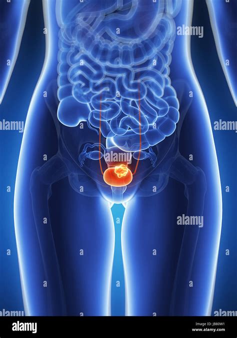 Cross Section Of The Urinary Bladder Hi Res Stock Photography And