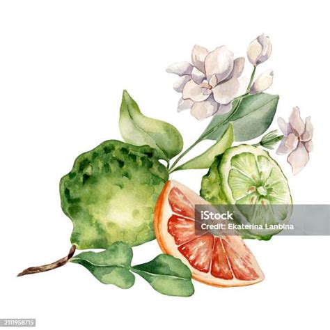 감귤류 과일과 재스민 가지 수채화 그림 흰색에 고립되어 있습니다 베르가못 손으로 그렸습니다 얇게 썬 감귤 익은 그림으로 신선한