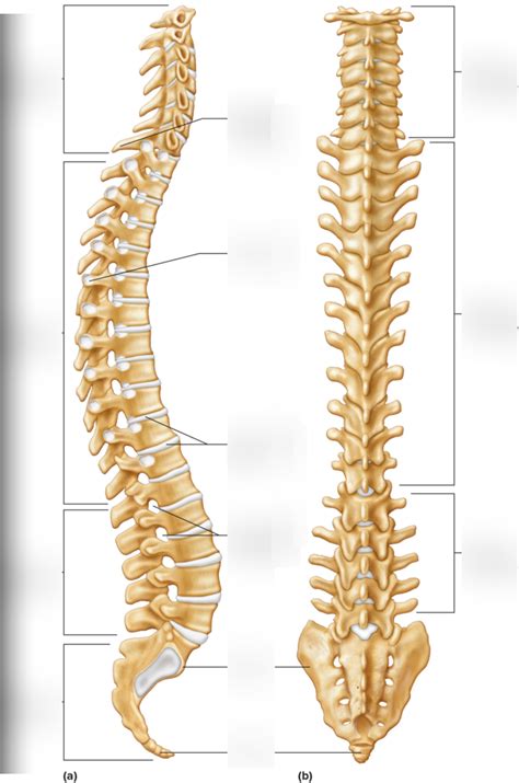 spinal structures diagram quizlet