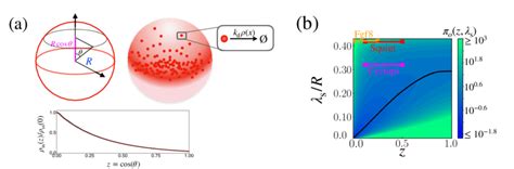 Fig S3 Cost Precision Trade Off Of The Morphogen Dynamics On A