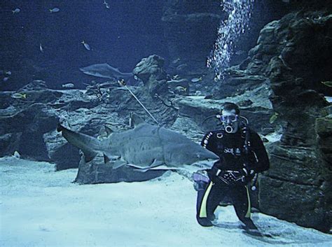 “les Requins Ne Me Font Pas Peur ” Public