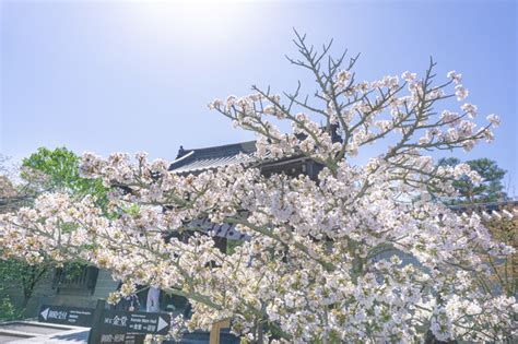 ぱくたそ公式 on Twitter 逆光に輝く桜とその陰に建つ仁和寺本坊表門と案内看板の写真画像撮影zubotty