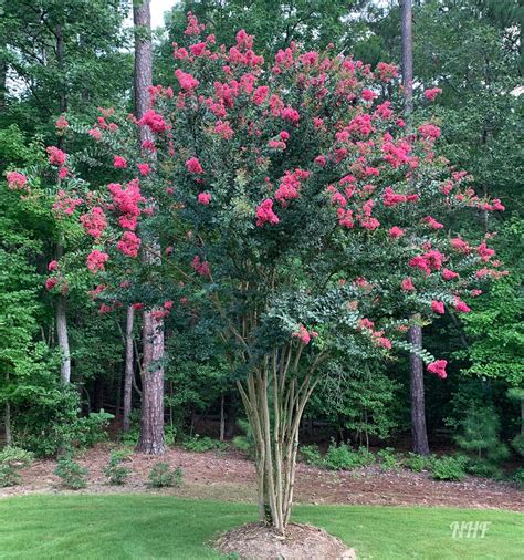 25 Red Carolina Beauty Crepe Myrtle Tree Seeds New Hill Farms