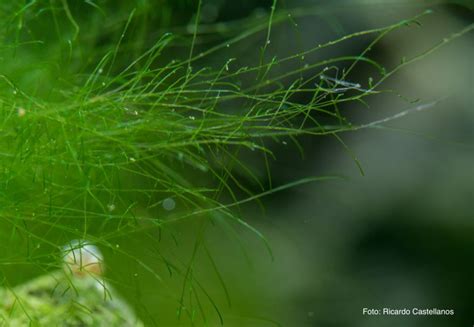 Fadenalgen im Aquarium bekämpfen Aquarium Fische Pflanzen de