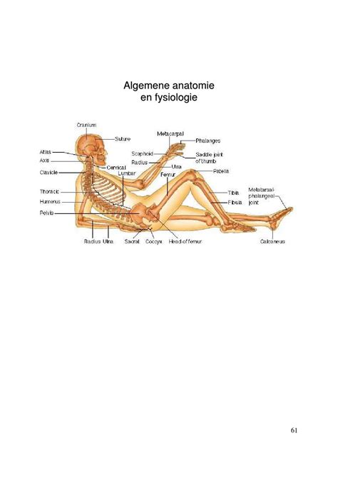 Algemene Anatomie En Fysiologie By Schermakademie NAS KNAS Issuu