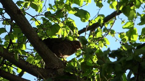 Eine junge Amsel wird gefüttert Bodenheim YouTube