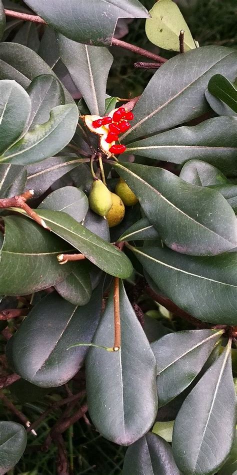 Pittosporum Glabratum Lindl World Flora Plntnet Identify