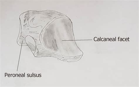 Cuboid Bone Diagram