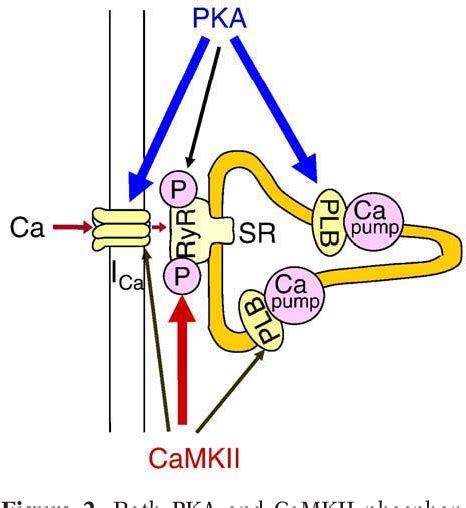 Figure 2 From Na K Atpase An Integral Player In The Adrenergic Fight Or Flight Response