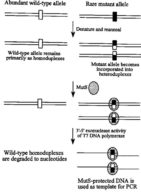 Figure 1 From Genotypic Selection Methods For The Direct Analysis Of
