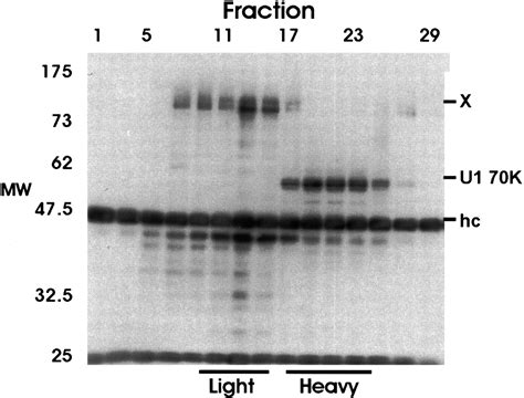 Association Of Polyadenylation Cleavage Factor I With U1 Snrnp