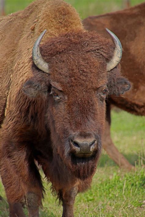 Bison Büffel Hörner Kostenloses Foto auf Pixabay