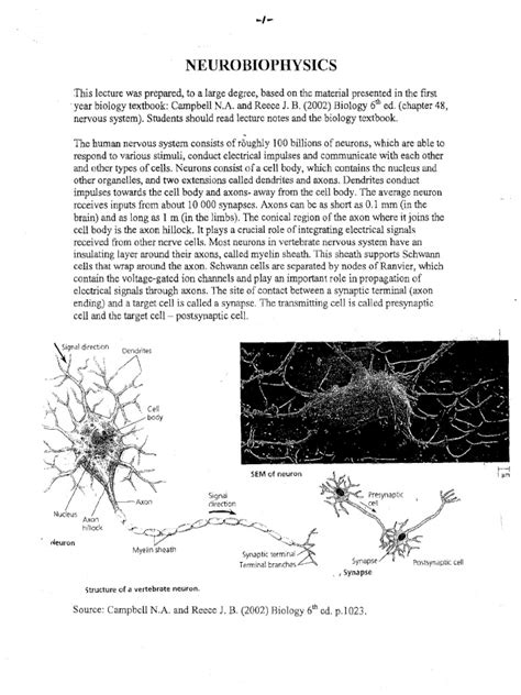 Neurons Action Potential Pdf