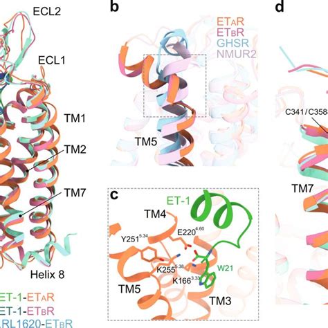 Structure Features Of Endothelin Receptors In The Active State A