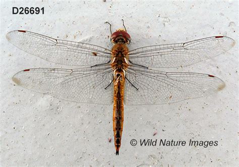 Pantala Flavescens Wandering Glider Libellulidae Odonata Wild