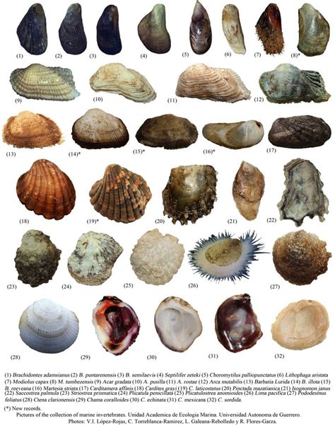 Bivalve Species Associated With Rocky Intertidal Zone Of Mpr 32