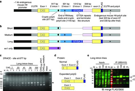 Development Of A Cell Based System That Recapitulates Incomplete Download Scientific Diagram