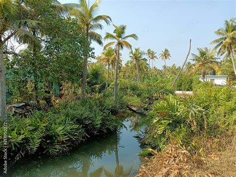 Plants Are The Eukaryotes That Form The Kingdom Plantae They Are