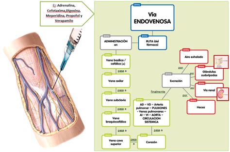 Vias De Administra O Parenteral Braincp