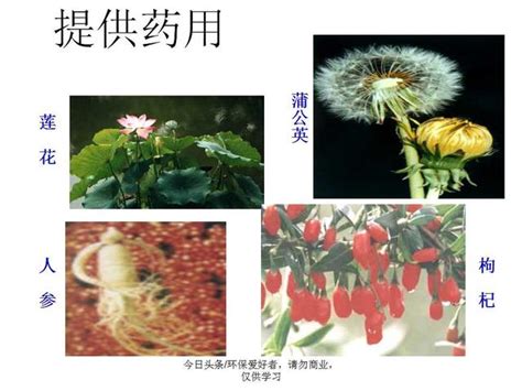 初識身邊植物1：從根莖葉花果種識別各類植物，85ppt 每日頭條