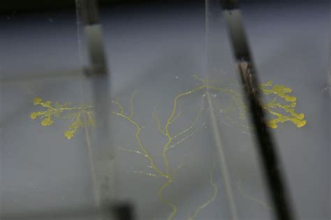 Heather Barnett Art And Organism Intelligence
