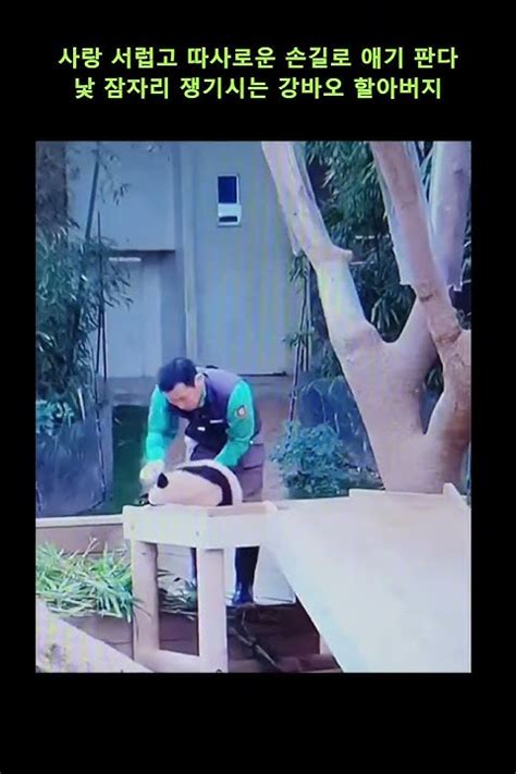 Shorts 따듯한 사랑으로 울 후루이바오 쌍둥이 낯 잠자리 보살피는 강바오 할아버지 사랑의 꿀이 뚝뚝 뜨러 집니다