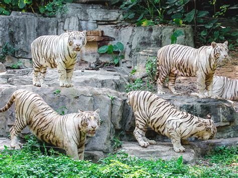 Chimelong Safari Park Guangzhou China Anamarmo Família Marmo Travel