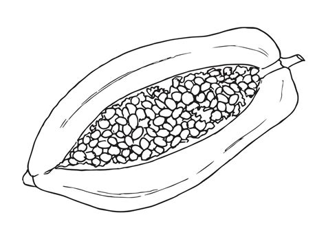 boceto de papaya ilustración vectorial dibujada a mano de frutas