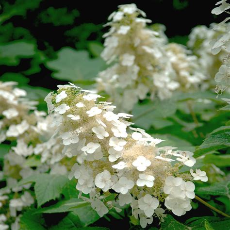 This Big ‘user Friendly Hydrangea Stands Out For North Texas