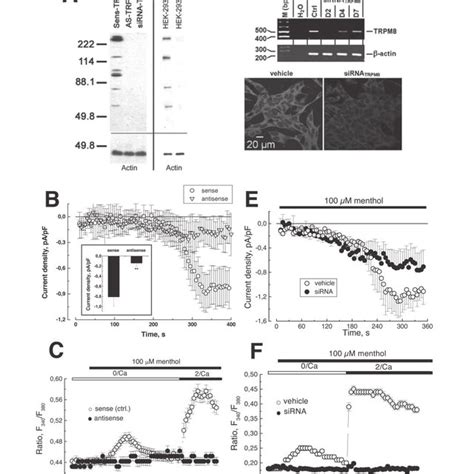 Lncap Cells Do Not Show A Classical Menthol Activated Trpm8 Mediated