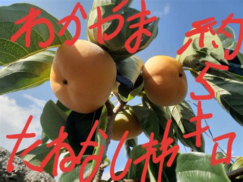 【未使用】お値下げしました！和歌山県産！中谷早生たねなし柿！低農薬、除草剤使用なし育ち！約5キロ弱。箱込みのキロ数ですの落札情報詳細