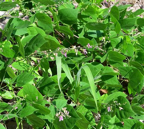 Phaseolus Polystachios Page