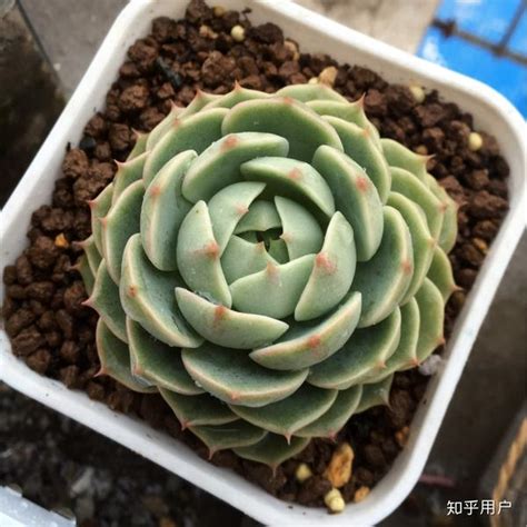 多肉植物新手避坑指南及好养品种推荐 知乎