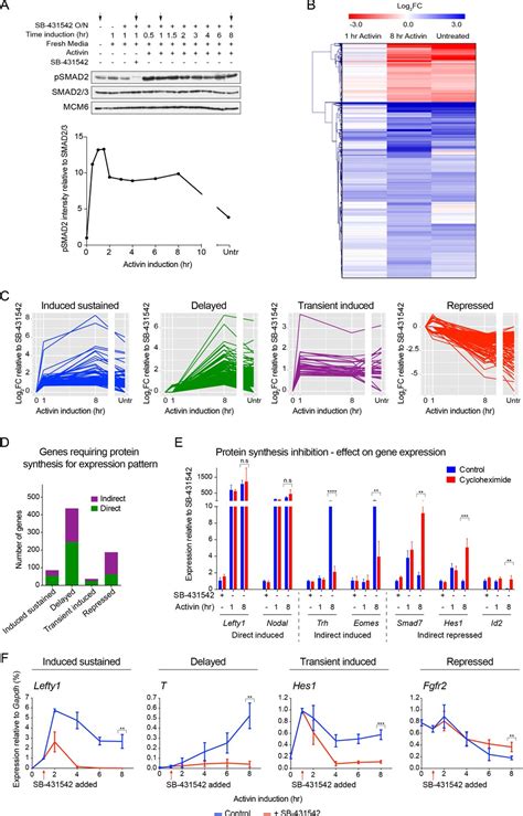 Distinct Modes Of SMAD2 Chromatin Binding And Remodeling Shape The Transcriptional Response To