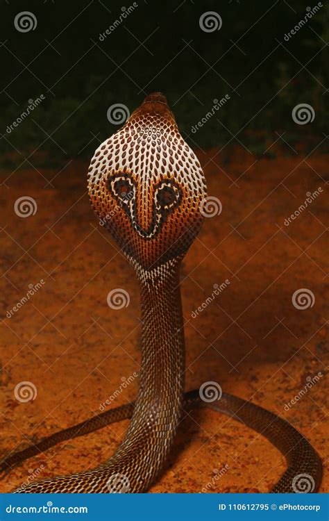 Spectacled Cobra Naja Naja Bangalore Karnataka Stock Image Image