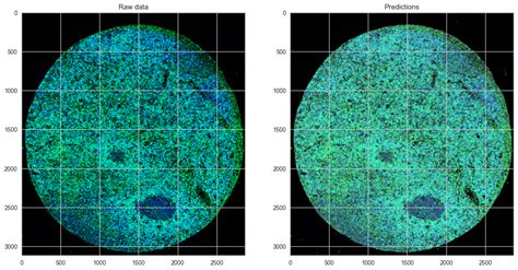 Spacec Cell Segmentation — Spacec 011post1dev12gf9cbed1 Documentation